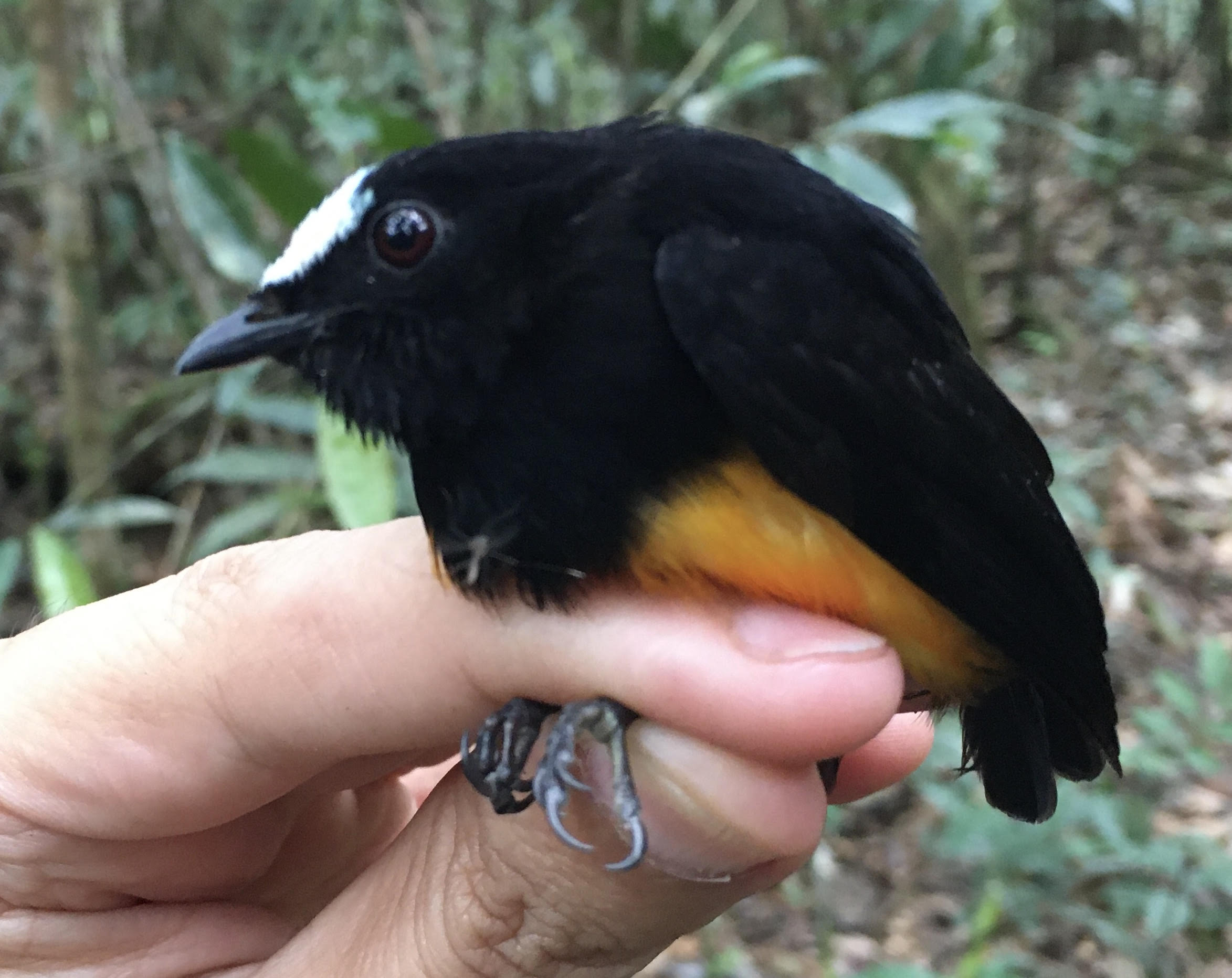 Taxonomy of Neotropical Birds | Piacentini Lab